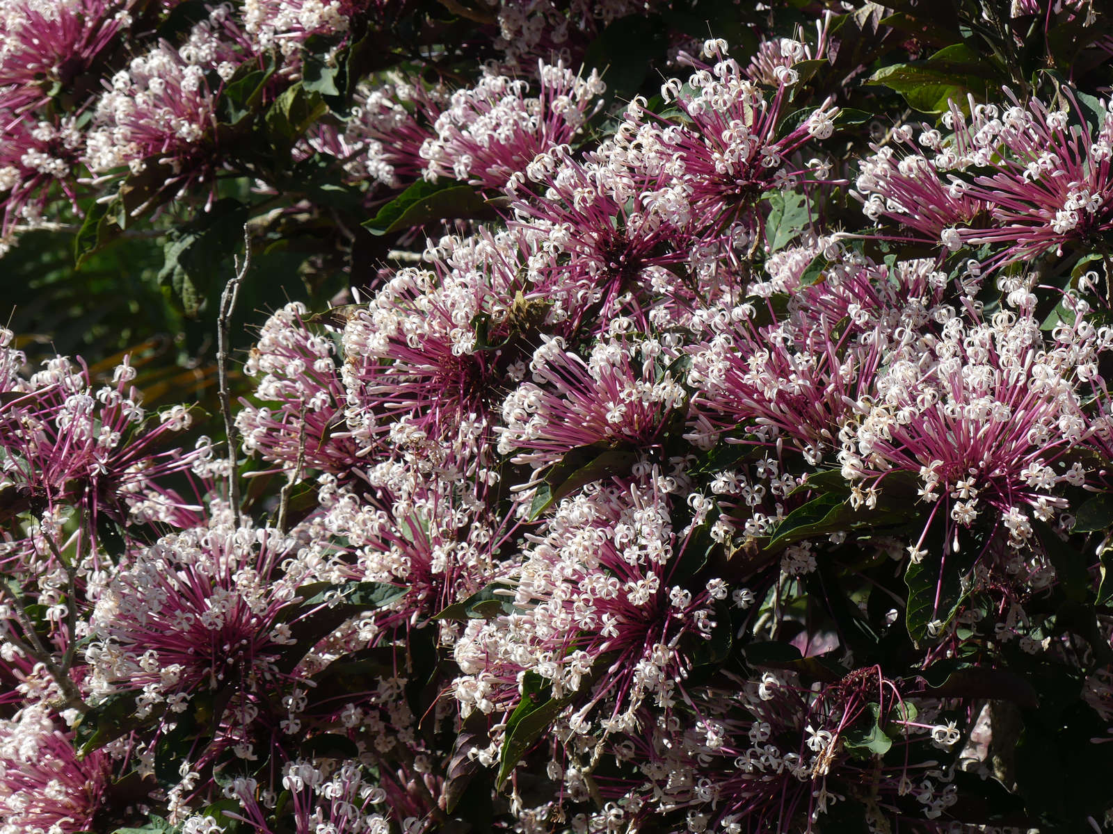 04 – Honduras Flowering Tree – Chris & Sharon – Honduras Missions